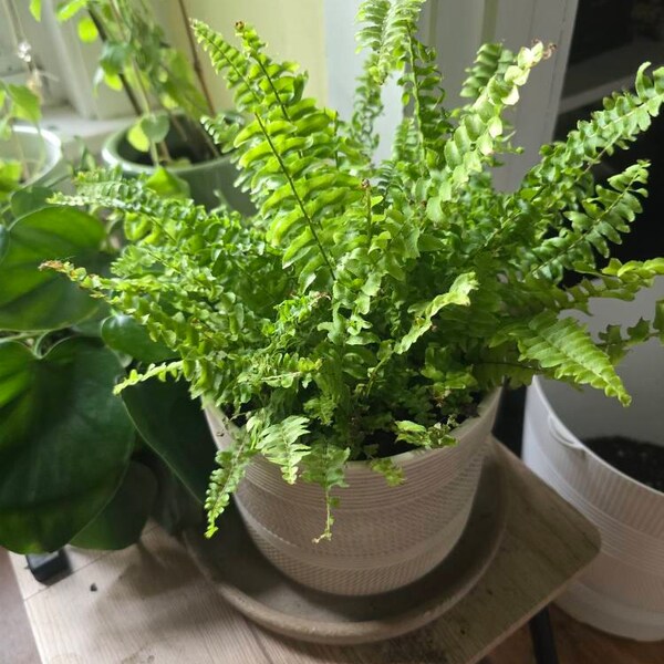 Fern Plant, Rabbit's Foot Fern in a 4" Pot Fuzzy Fern,furry Root Fern ...