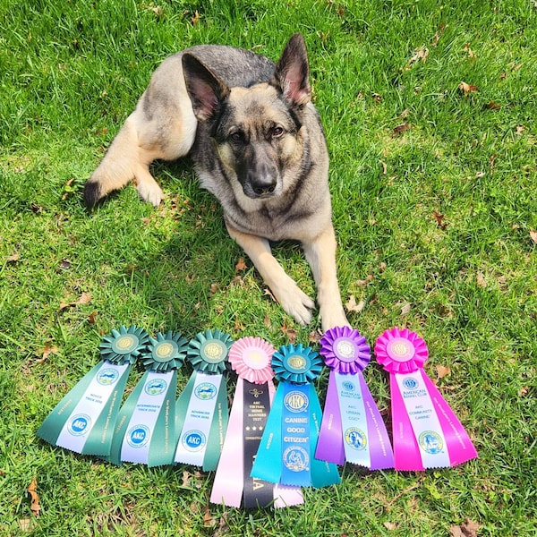 AKC Virtual Rally Title Ribbon Rosette - Novice, Intermediate, Advanced ...