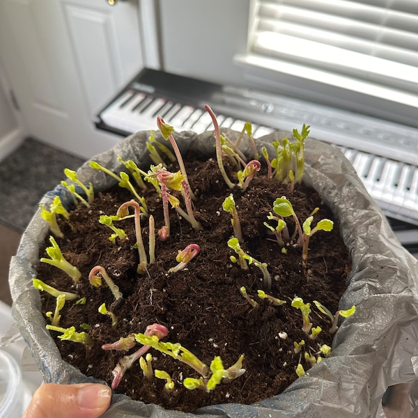Celosia Act Pink Seeds Grow Unusual Brain Shaped, Weird Focal Flowers ...