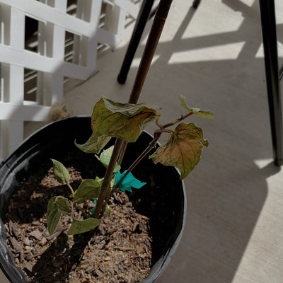 CALOTROPIS GIGANTEA Giant / Madar/ Milkweed Tree Plant - Etsy