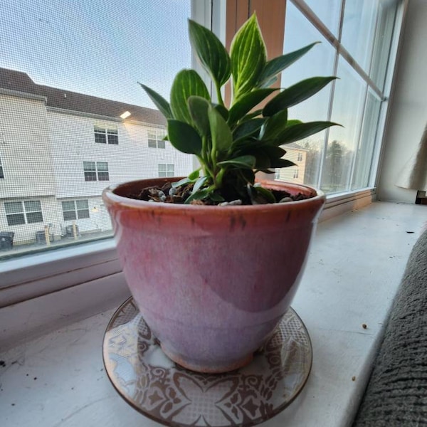 6” Ceramic Planter | Handmade Pottery, Plant Pot, Pink Planter, Orange ...