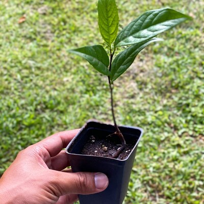 KEPEL Stelechocarpus Burahol Tropical Fruit Potted Tree Plant - Etsy