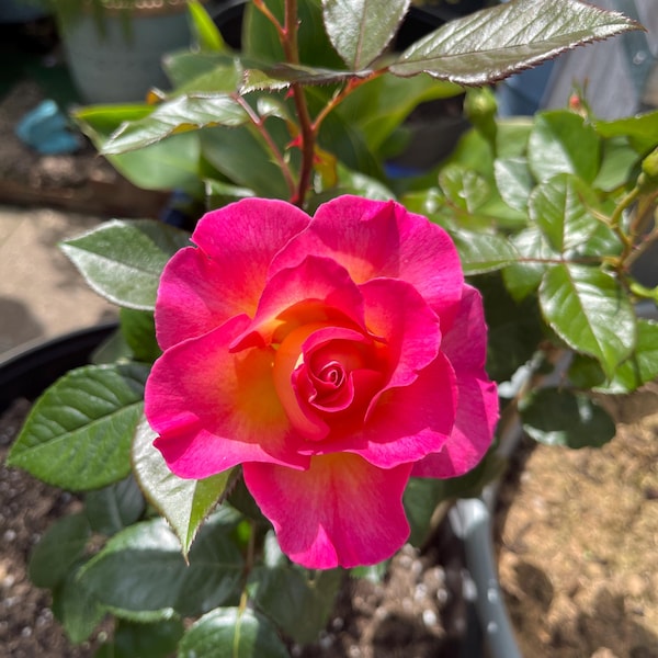 Rosa 'mum in a Million' Potted Rose Fragrant Pink Beautiful Blooms ...