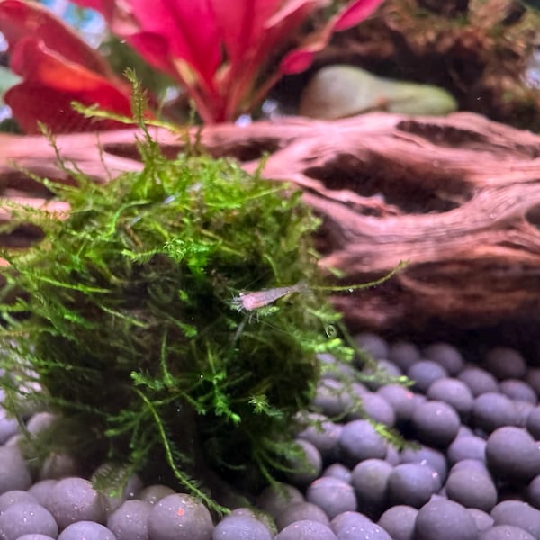 Set of 3 - Teo Mini Crystal Ball Terrarium Kit Home Office Desk ...