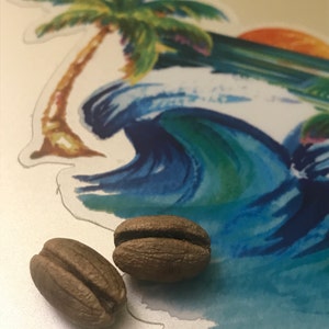 Flame Tree Seed Pods - Etsy