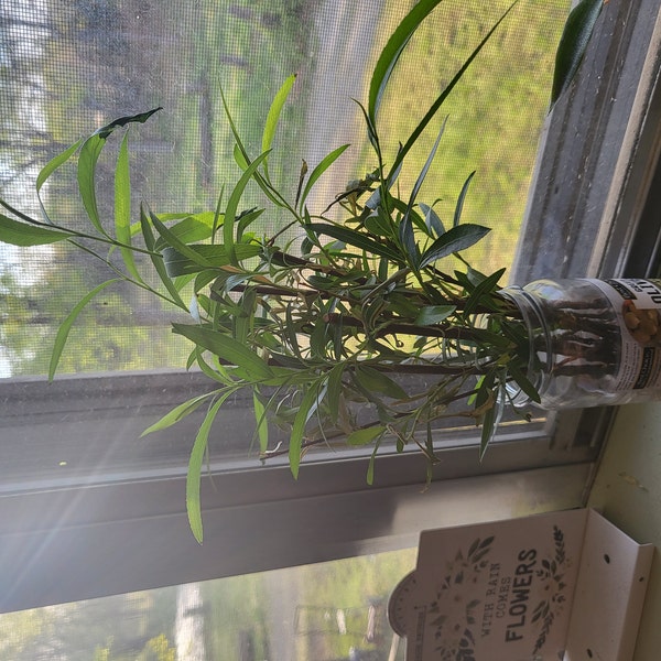 5 Verdone Strawberry Fig Stem Cuttings Green Outside Red Inside SC ...