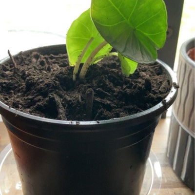 Alocasia Platinum bisma Starter Plant ALL STARTER PLANTS Require You to ...