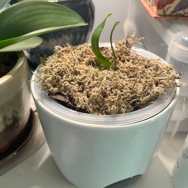 Cattleya Chief Gem, Red Jewel, Red Flower, Wood Mount (30 DAYS Healthy ...