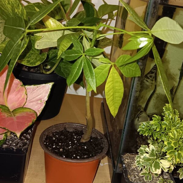 Money Tree Sprouts - Rooted in 4" Pots - Etsy