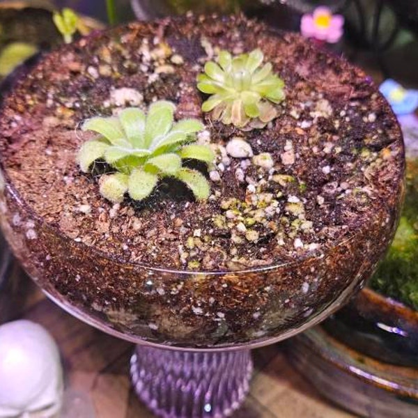 Kei Yoki African Violet Starter Plant (ALL PLANTS Require You to ...
