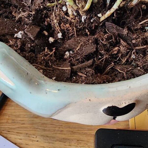 Multiple 6 Fire Stick Stem Cuttings, Hardy Euphorbia, Pencil Cactus ...