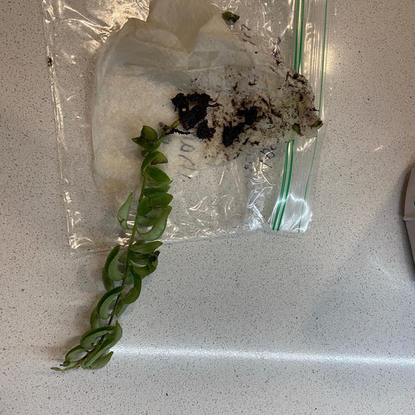 Starter Houseplant Cutting Bundle - Satin Pothos, Pearl and Jade Pothos ...