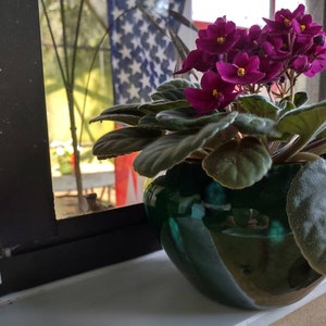 4pot of ZZ Plant Zamioculcas Zamiifolia Zee Zee Plant - Etsy