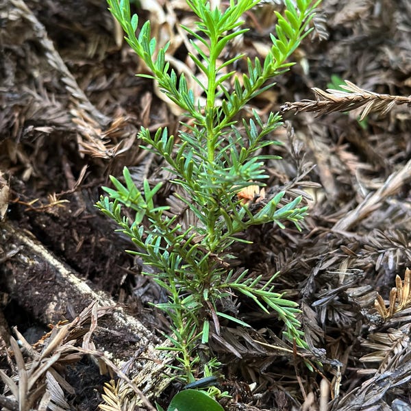 Coast Redwood Tree Seedling - Sequoia Sempervirens - SMALL - Etsy