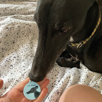 Greyhound Dog ID Tag for Greyhound Collar, Illustrated Dog Tags for ...
