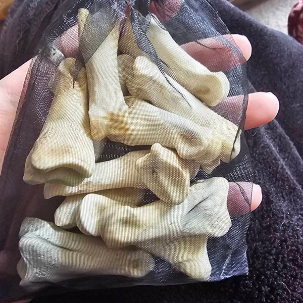 Small Animal Pelvis! Real Bones! - Etsy