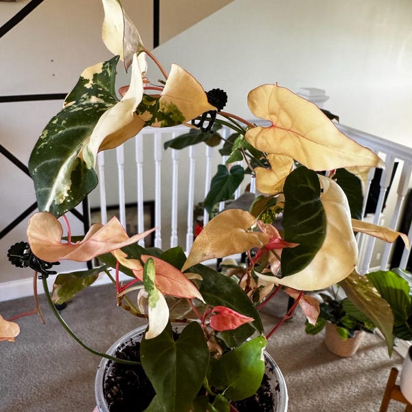 Fallopia Multiflora Variegated; Albo Reynoutria - Exact Plant; Multiple ...