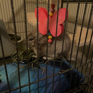 10pc Chinvilla Chinchilla Chew Toy Bundle FREE SHIPPING | Etsy
