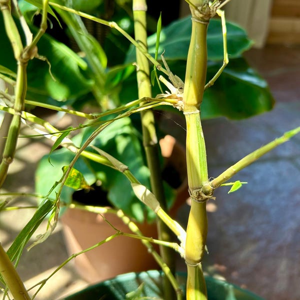Phyllostachys Bissetti/david Bisset Bamboo-very Cold Hardy Down to 15 ...