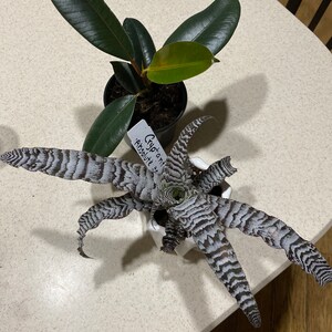 BROMELIAD LIVE Cryptanthus "absolute Zero" - Potted - Etsy