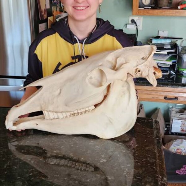 Real Horse Skeleton Named Terry. Complete. 25 Years Old, Huge Male ...