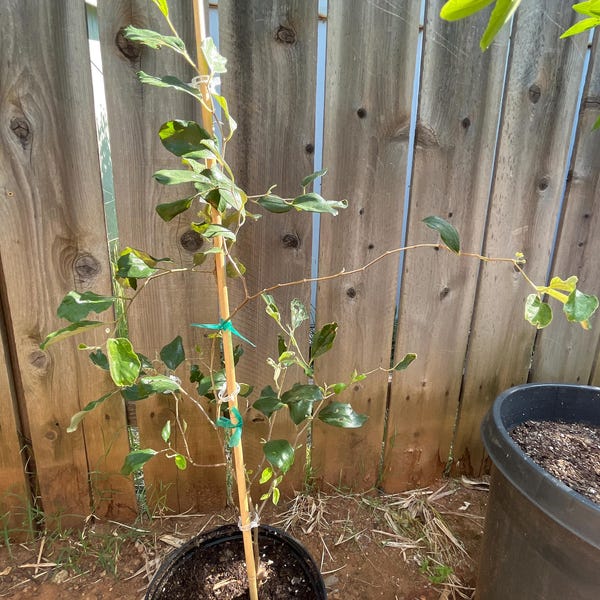 Fruit Cocktail Mango Tree - Grafted Tree - - 1 Feet Tall -grafted ...