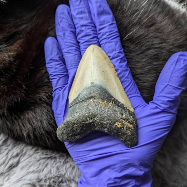 Megalodon Tooth - 4.5 Inches. Real Fossil Megalodon Shark Tooth ...