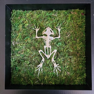 Real Flying Tree Frog Half Skeleton male Specimen Rhacophorus ...