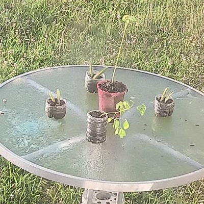 Moringa Oleifera Seeds Drumstick Seeds Malunggay Seeds Miracle Tree ...