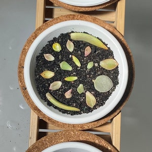 Handmade Charcoal Grey Ceramic Henry Hamster Footed Planter | Etsy