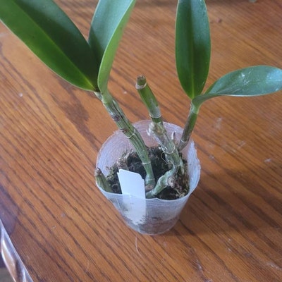 Awarded cotton Candy Phal. Cheng-de Beauty 'sakura' AM/AOS , Handsome Plant in 4 Pot With 25-28 ...