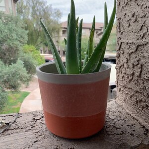 6 Inch Pot Pink Pot Small Pot Cylinder Pot Succulent Pot Cactus Pot ...