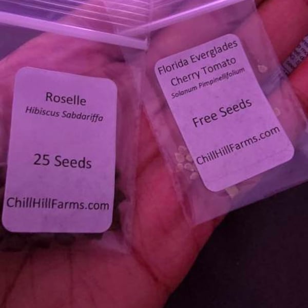 Shiny Blueberry 25 Seeds Vaccinium Myrsinites Organic & Non-gmo Florida ...