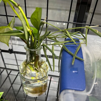 Tradescantia Blossfeldiana Aurea limelight - Etsy