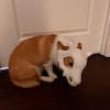 Cubone Dog Mask / Dinosaur Mask / Dog Costume / Funny Dog Gift / 3D ...