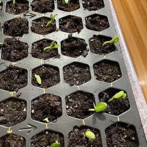 Loofah Seeds/25 Organically Grown Loofah Seeds/loofah/luffa/seed/garden ...