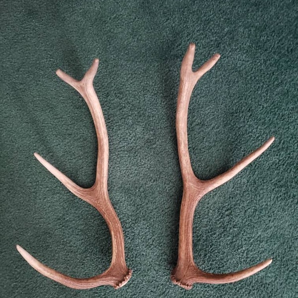 Set of 2 Antique Roe Deer Antlers on Carved Wooden Trophy-plaque ...