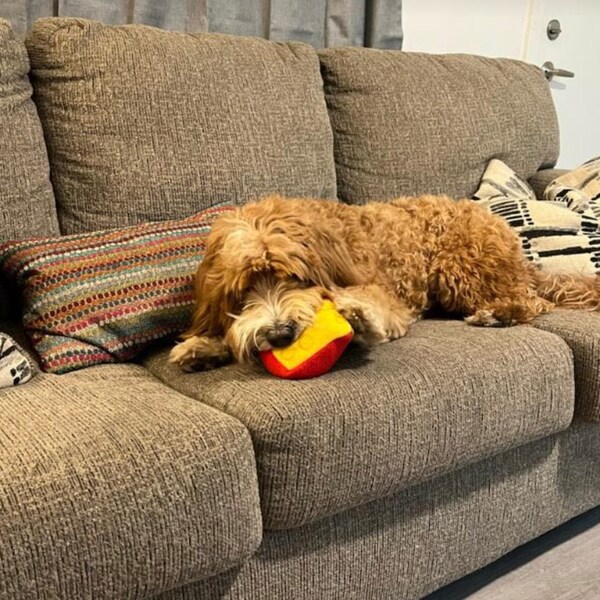 Squeaky Cheese Wedge Dog Toy - Etsy