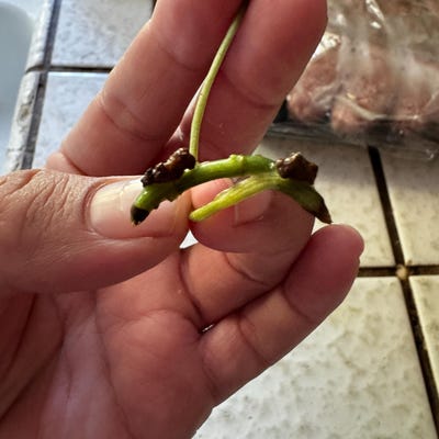 Live Pomegranate Tree Seedling Grow Your Own Pomegranate Tree 1 ...