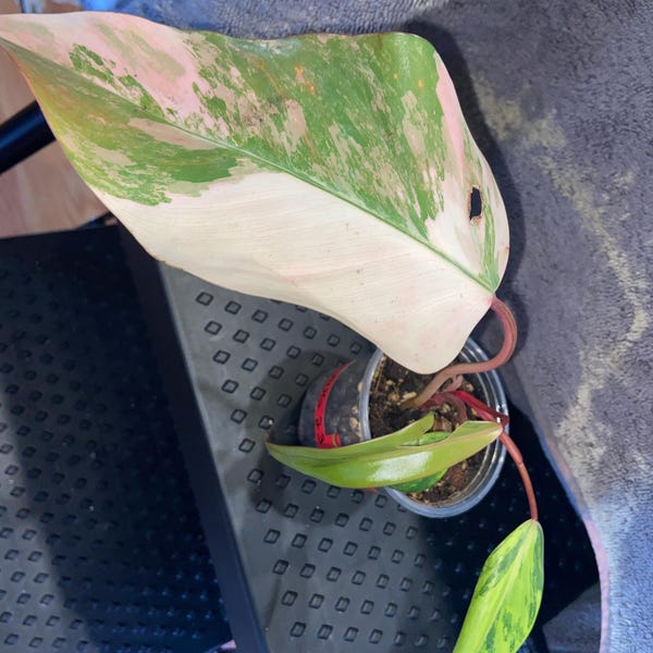 RARE Monstera Obliqua Peru Plant in a Nursery Pot SAME Pot as Images US ...