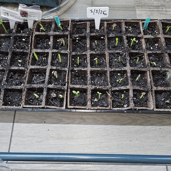 20 GOLDEN MIMOSA Tree Seeds Acacia Baileyana Yellow Wattle Flower Fast ...