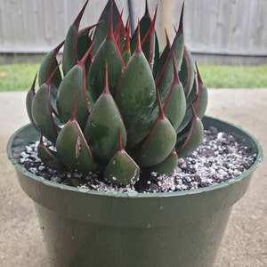 Agave Isthmensis Hoji Raijin Cactus 4 Live Plant - Etsy