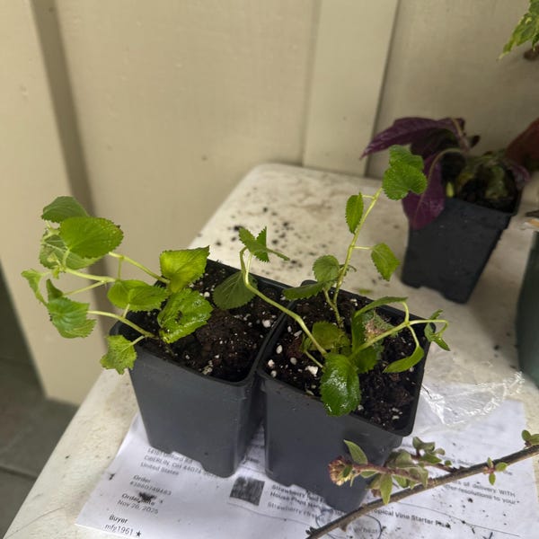 Strawberry Red Firetail Chenile Tropical Vine Starter Plant House Plant ...