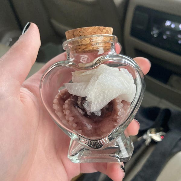 Four Leaf Clover Specimen | Good Luck Charm | Real Preserved Botanical ...