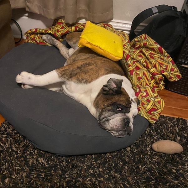 Squeaky Gavel Dog Toy - Etsy