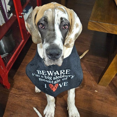 Big Dog Slobber Drool/slobber Bibs 2 Designs - Etsy