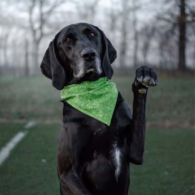 Dog Neck Scrunchie, Paw Print, Neck Ruffle Collar, Ruffle Collar, Fits ...