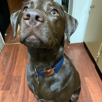 Solid Navy Dog Collar Solid Navy Cotton Fabric Dog Collar Fashion Dog ...