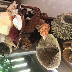 Gulf Coast Florida Horse Conk Shell - Etsy