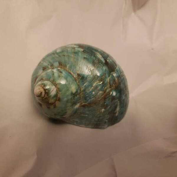 Bahamian Queen Conch Shell Light I Pink Conch Shell Night Light I SLIT ...